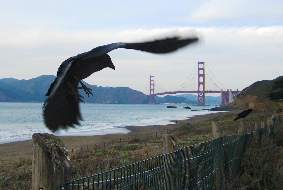 The crow, the fence and the bridge – Pix to Words